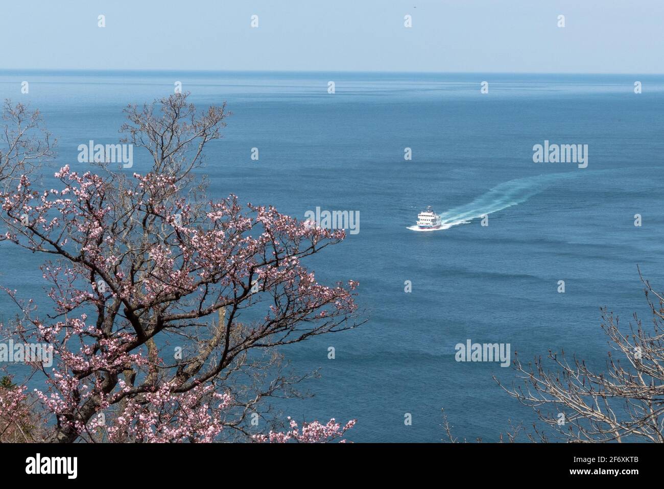 Cherry blossom cruise hi-res stock photography and images - Alamy