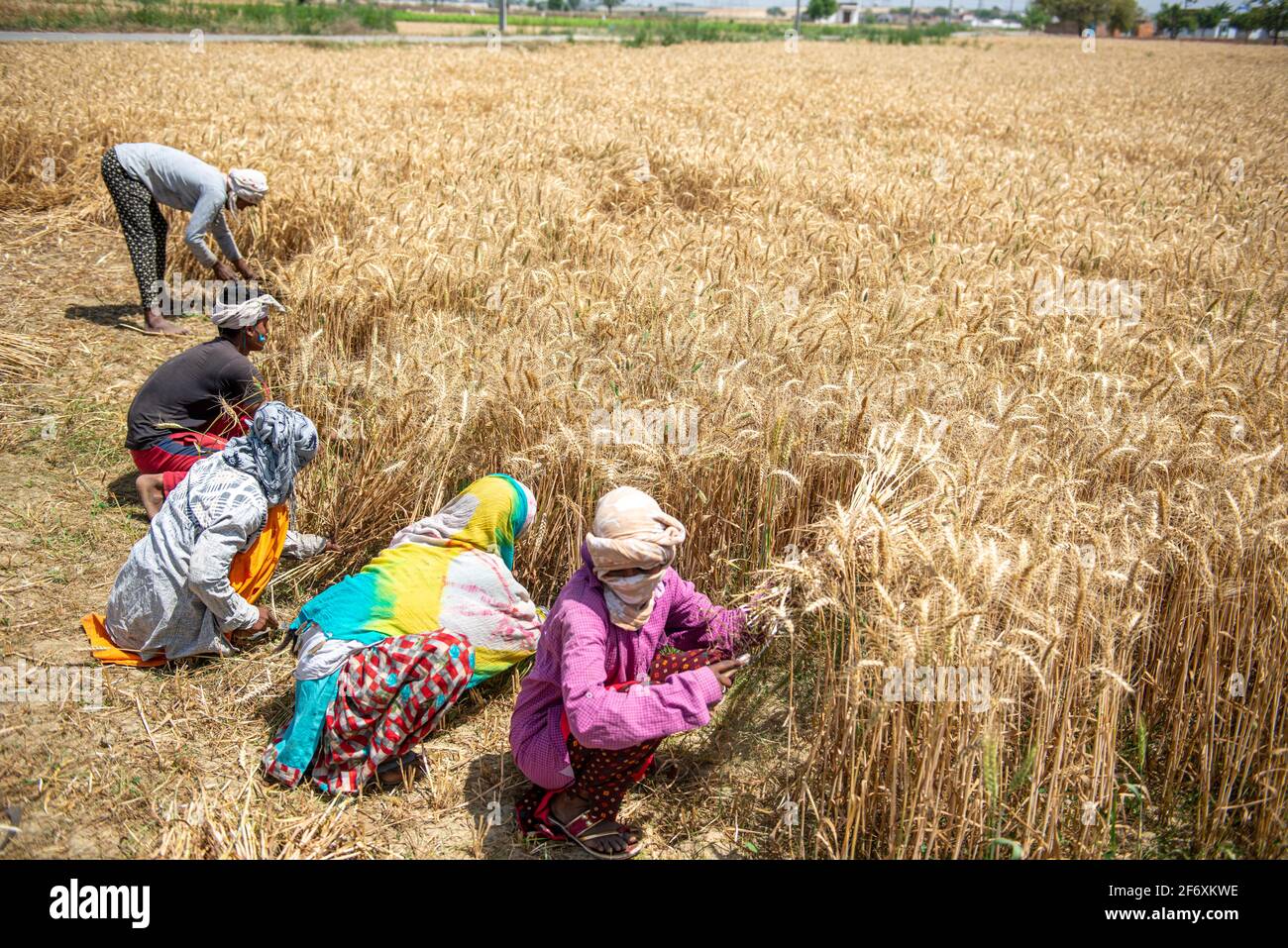Workers harvest wheat crops at a field in Ghaziabad district of Uttar Pradesh.Harvesting data ...