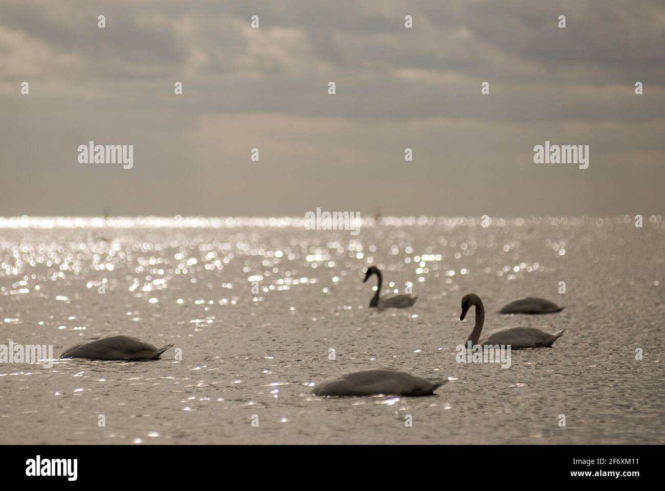 The german baltic sea hi-res stock photography and images - Alamy