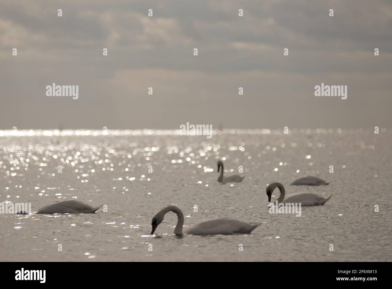 A flock of swans on the glittering waves off Ruegen Island, German ...