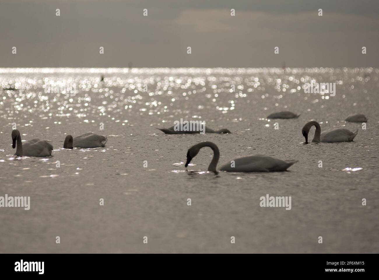 A flock of swans on the glittering waves off Ruegen Island, German ...