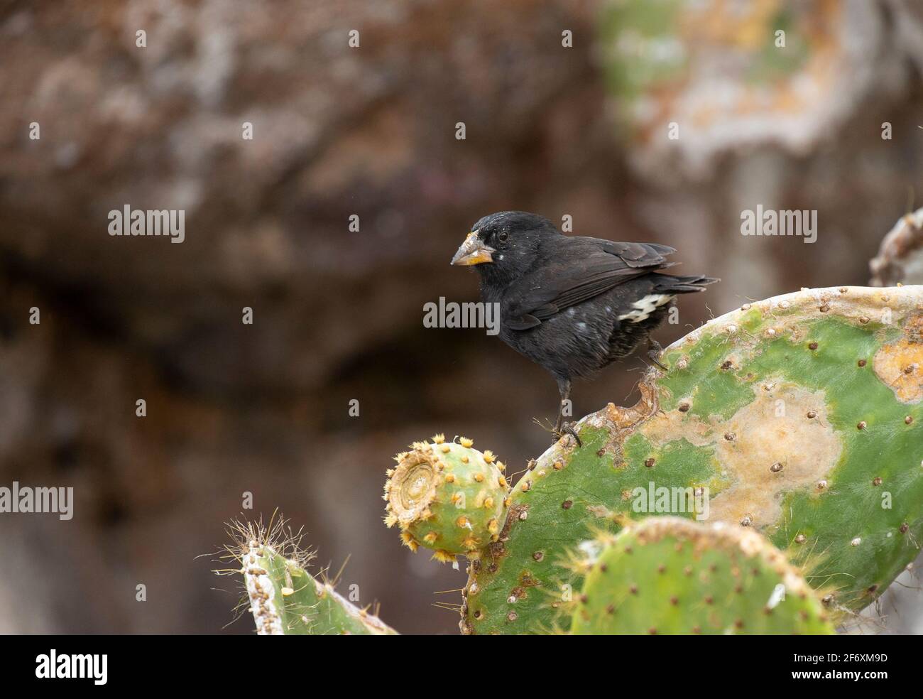 Common cactus hi-res stock photography and images - Alamy