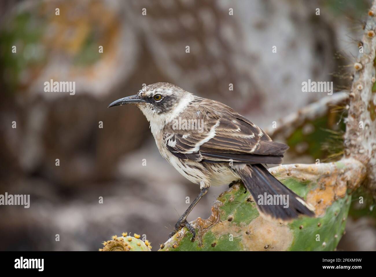 Galapagos Mockingbird (Nesomimus parvulus bauri) feeding on cactus ...