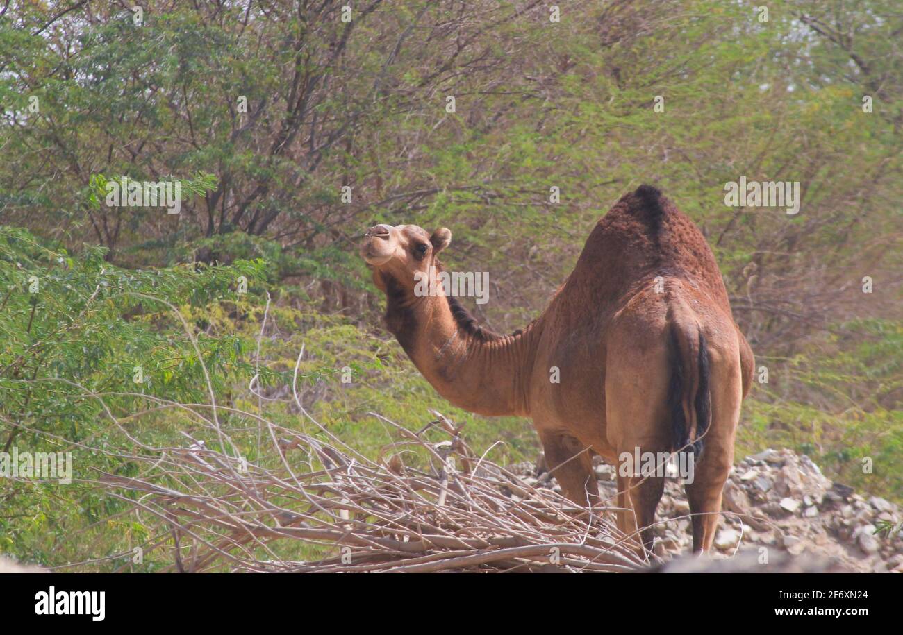 camel in mud bath Stock Photo - Alamy
