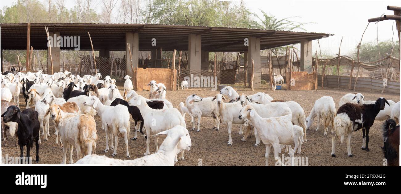 Goat farm saudi arabia hi-res stock photography and images - Alamy