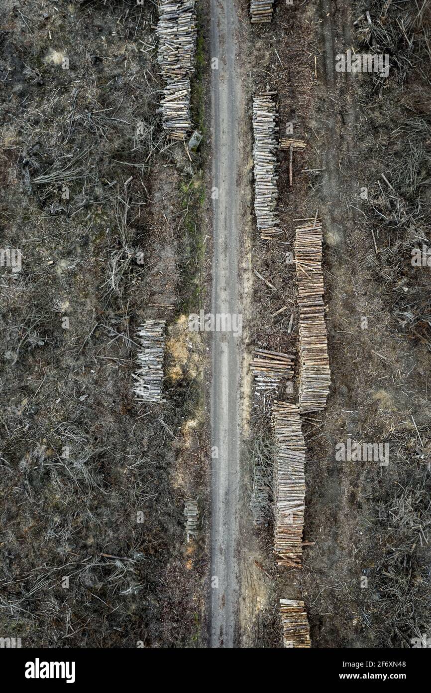 Aerial view of destroyed forest by industry. Deforestation, logging ...