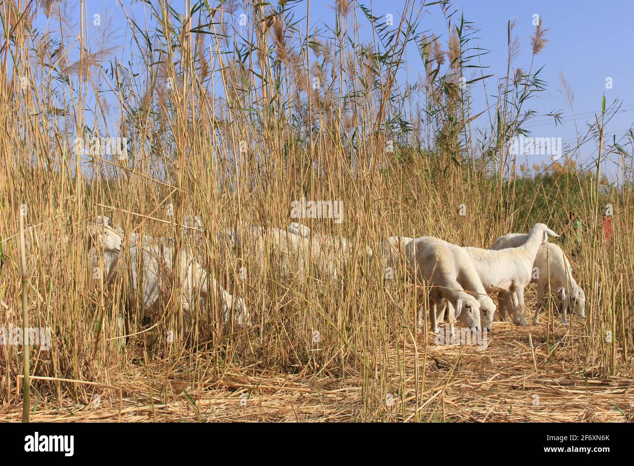 Goat Farm Desert Saudi Arabia Stock Photo - Alamy