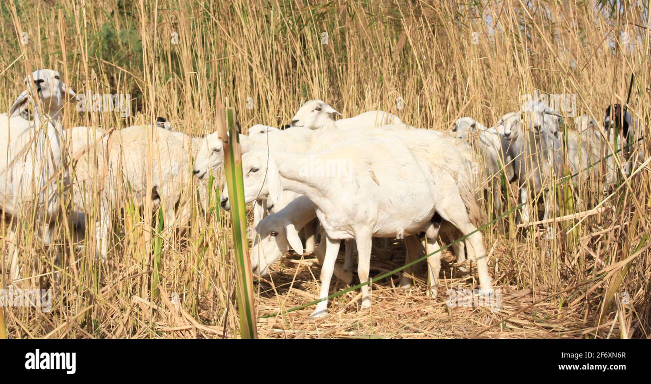 Goat Farm Desert Saudi Arabia Stock Photo - Alamy