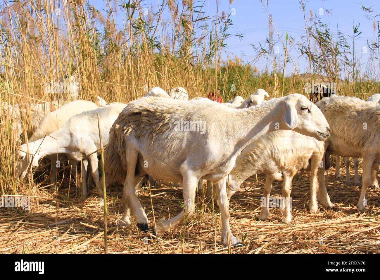 Goat Farm Desert Saudi Arabia Stock Photo - Alamy