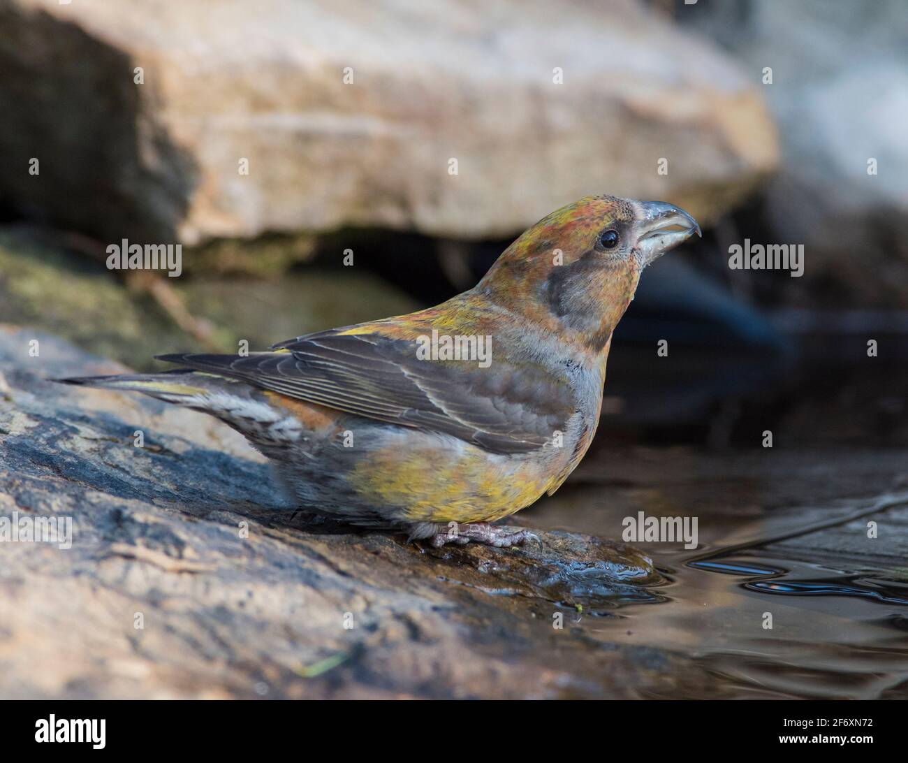 Crossbill feeding on pine cones hi-res stock photography and images - Alamy