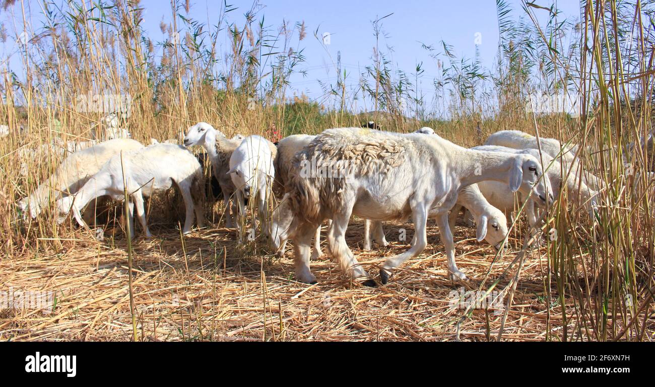 Goat Farm Desert Saudi Arabia Stock Photo - Alamy