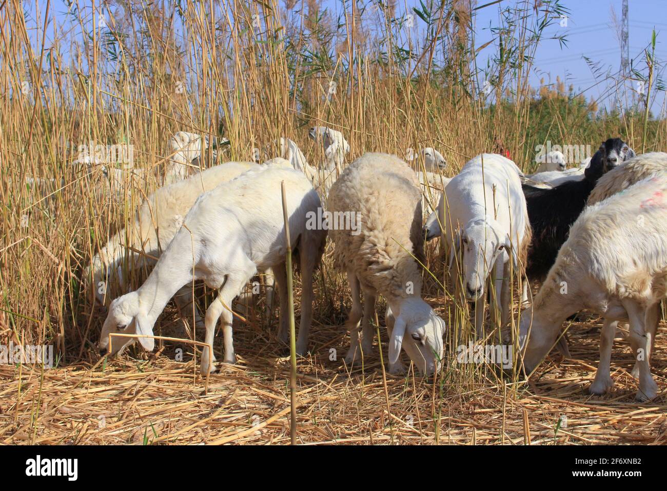 Goat Farm Desert Saudi Arabia Stock Photo - Alamy