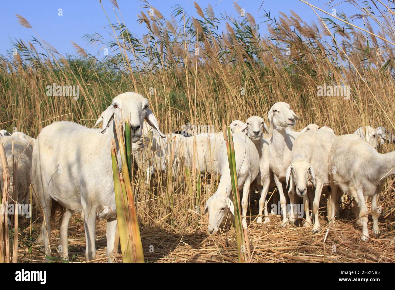 Goat Farm Desert Saudi Arabia Stock Photo - Alamy