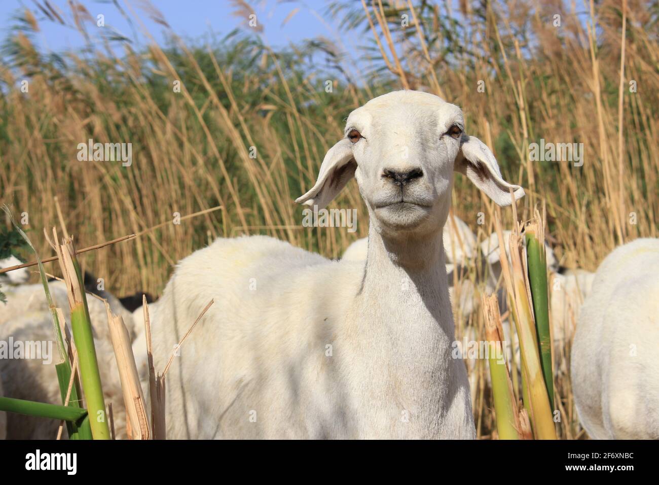 Goat Farm Desert Saudi Arabia Stock Photo - Alamy