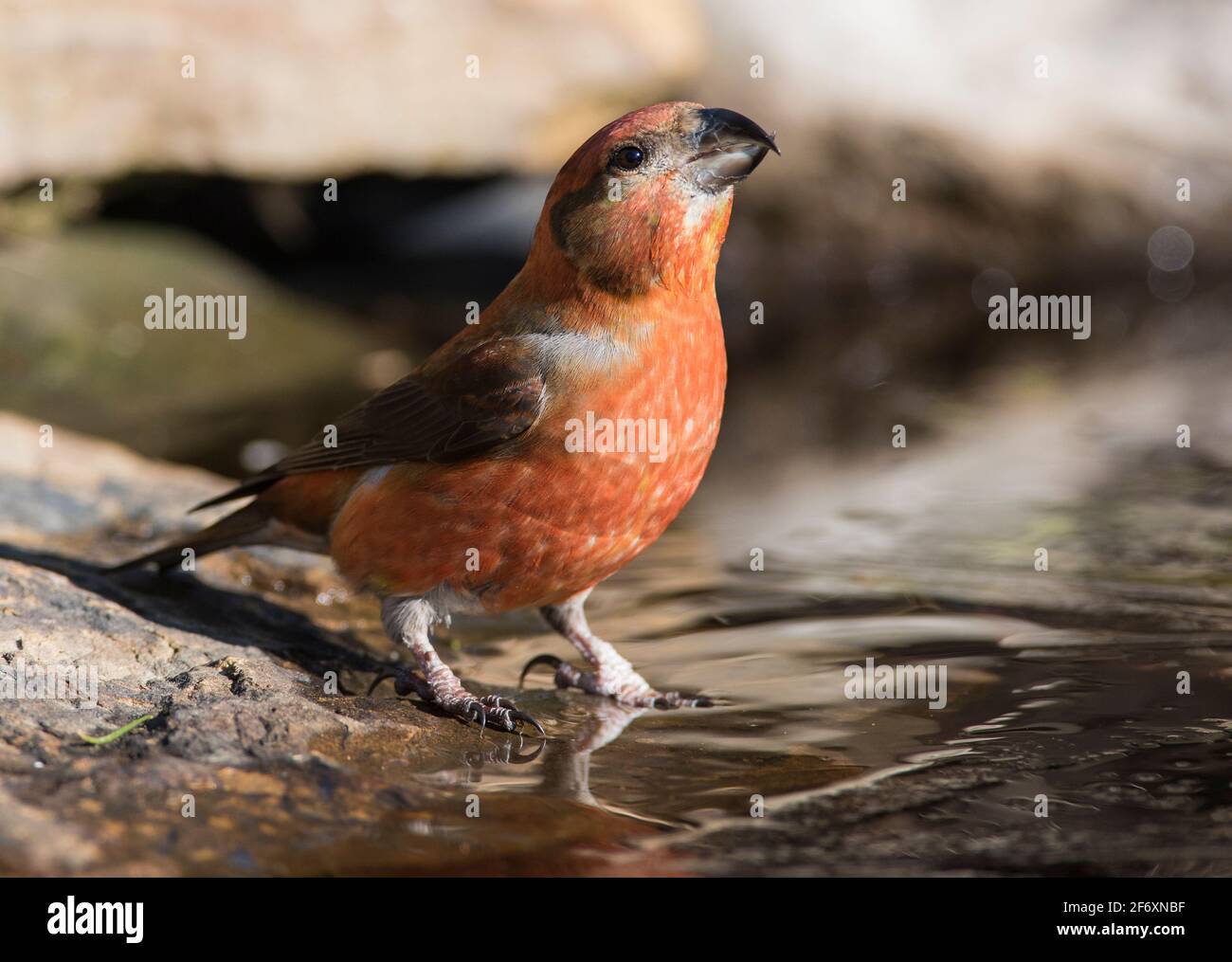 Crossbill uk feeding hi-res stock photography and images - Alamy