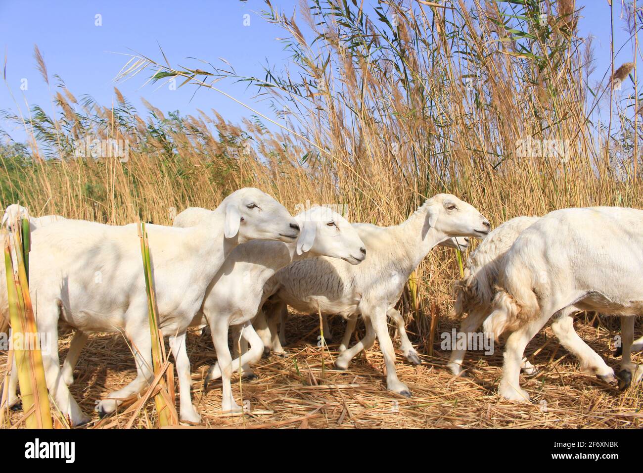 Ramon arabia hi-res stock photography and images - Alamy