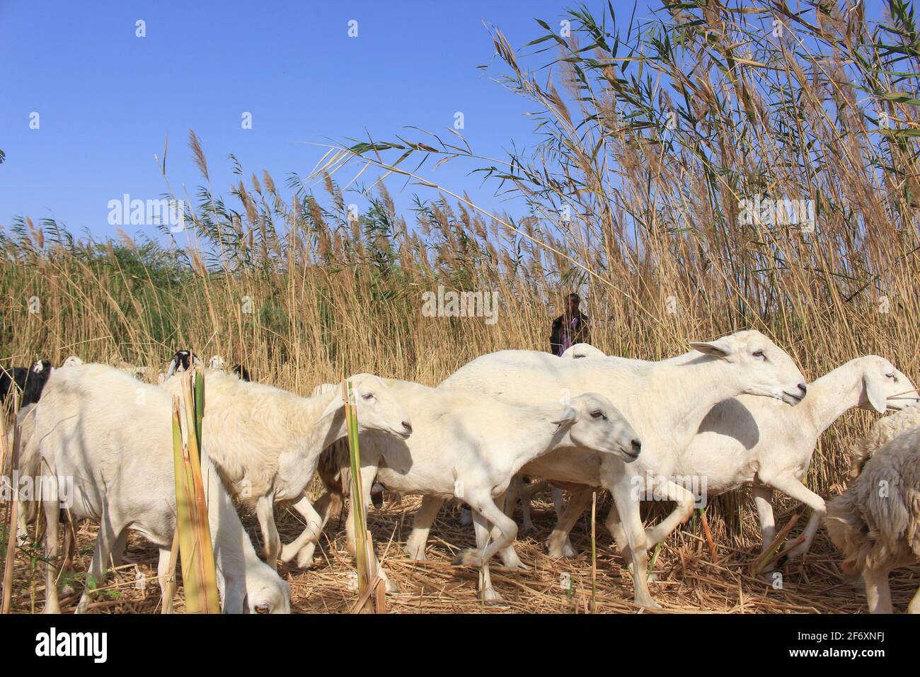 Goat Farm Desert Saudi Arabia Stock Photo - Alamy
