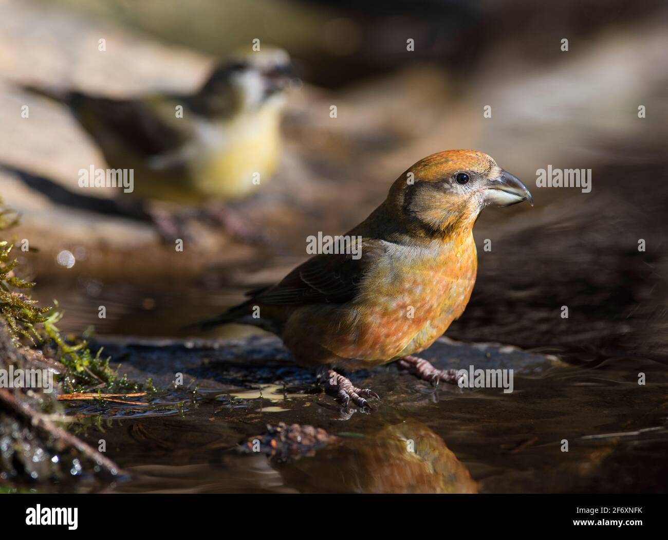 Conifer common crossbill uk hi-res stock photography and images - Alamy