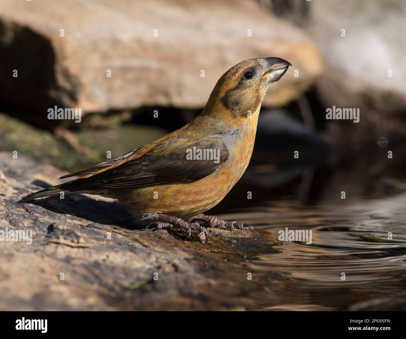 Male Common Crossbill (Loxia curvirostra) at a drinking pool in a Scots ...