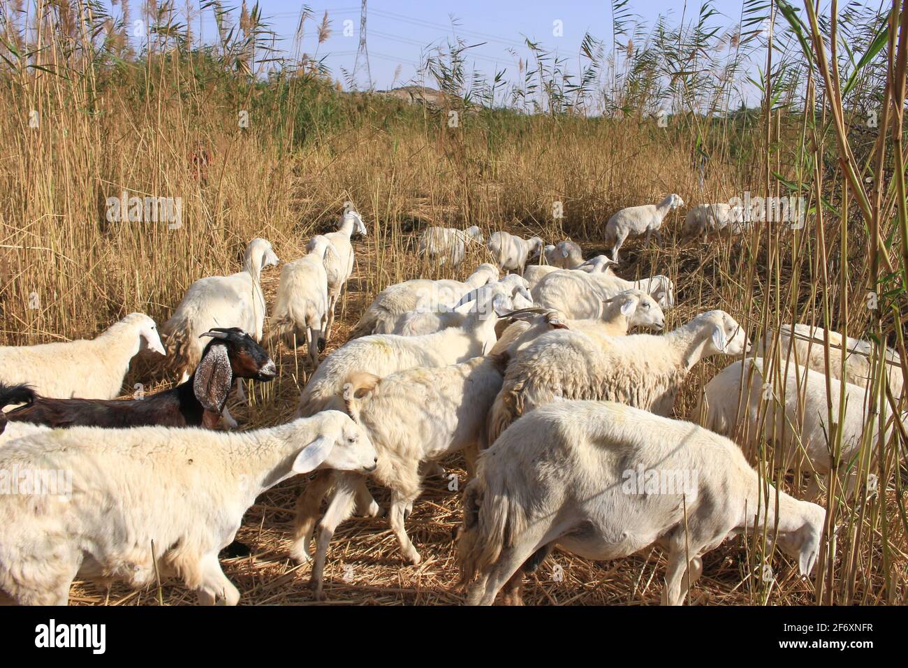 Goat farm saudi arabia hi-res stock photography and images - Alamy