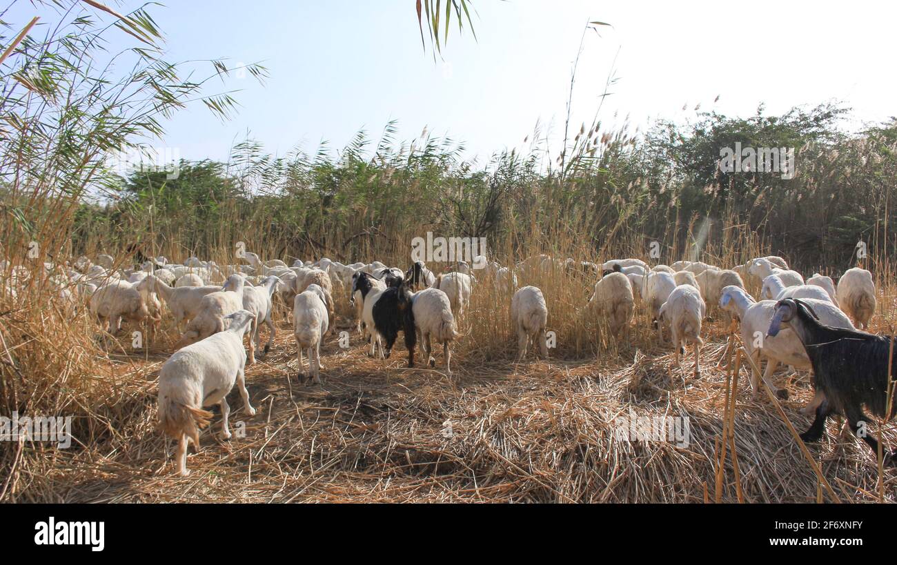 Goat Farm Desert Saudi Arabia Stock Photo - Alamy
