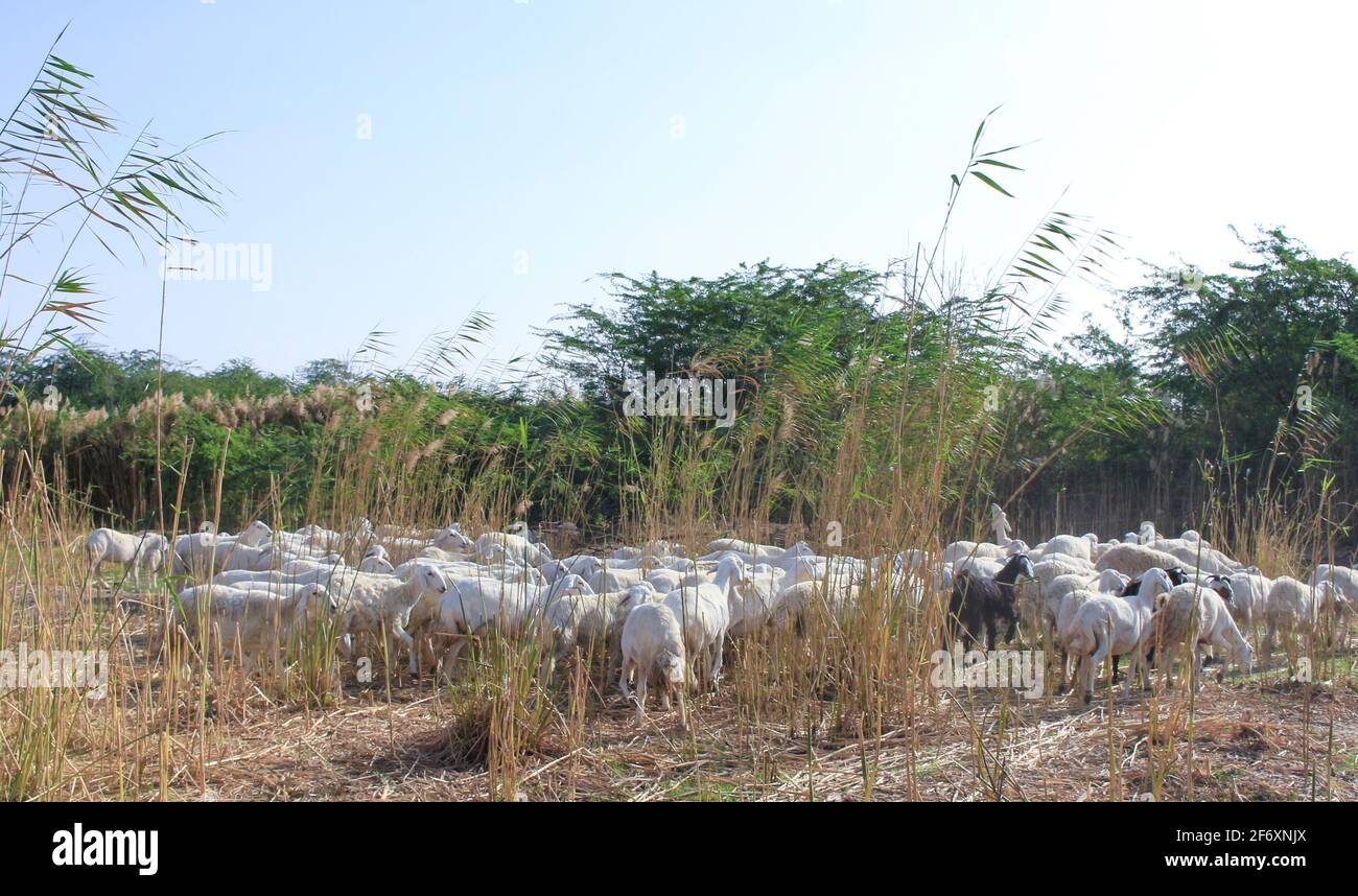 Goat Farm Desert Saudi Arabia Stock Photo - Alamy