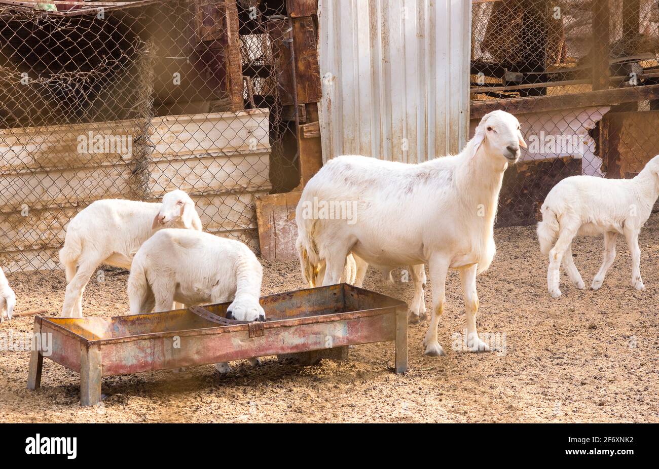 Goat Farm Desert Saudi Arabia Stock Photo - Alamy