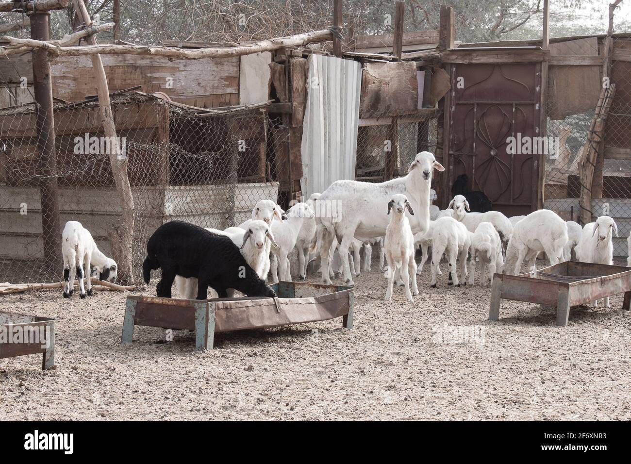 Goat Farm Desert Saudi Arabia Stock Photo - Alamy