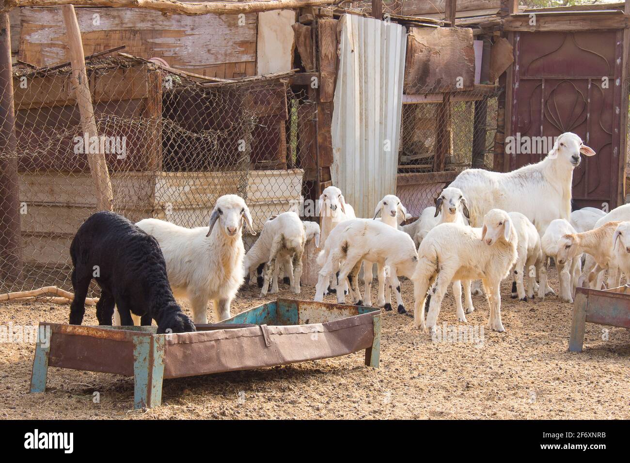 Goat farm saudi arabia hi-res stock photography and images - Alamy
