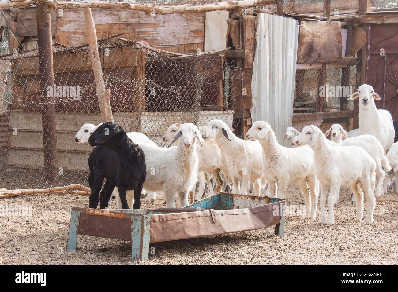 Goat Farm Desert Saudi Arabia Stock Photo - Alamy