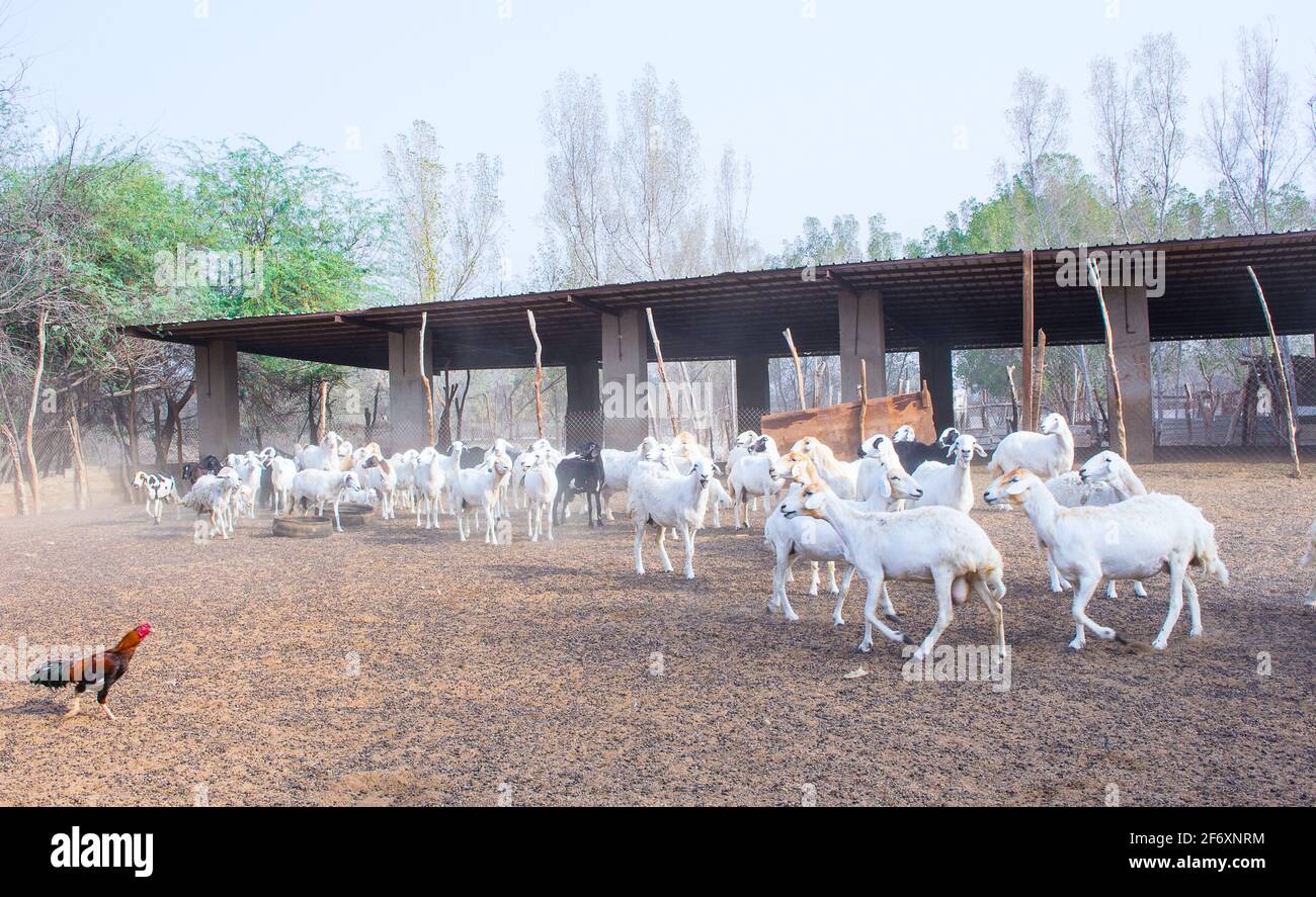 Goat Farm Desert Saudi Arabia Stock Photo - Alamy