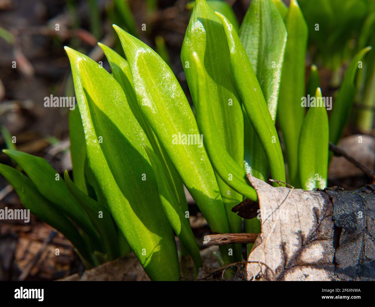 Smelly Plant High Resolution Stock Photography and Images - Alamy