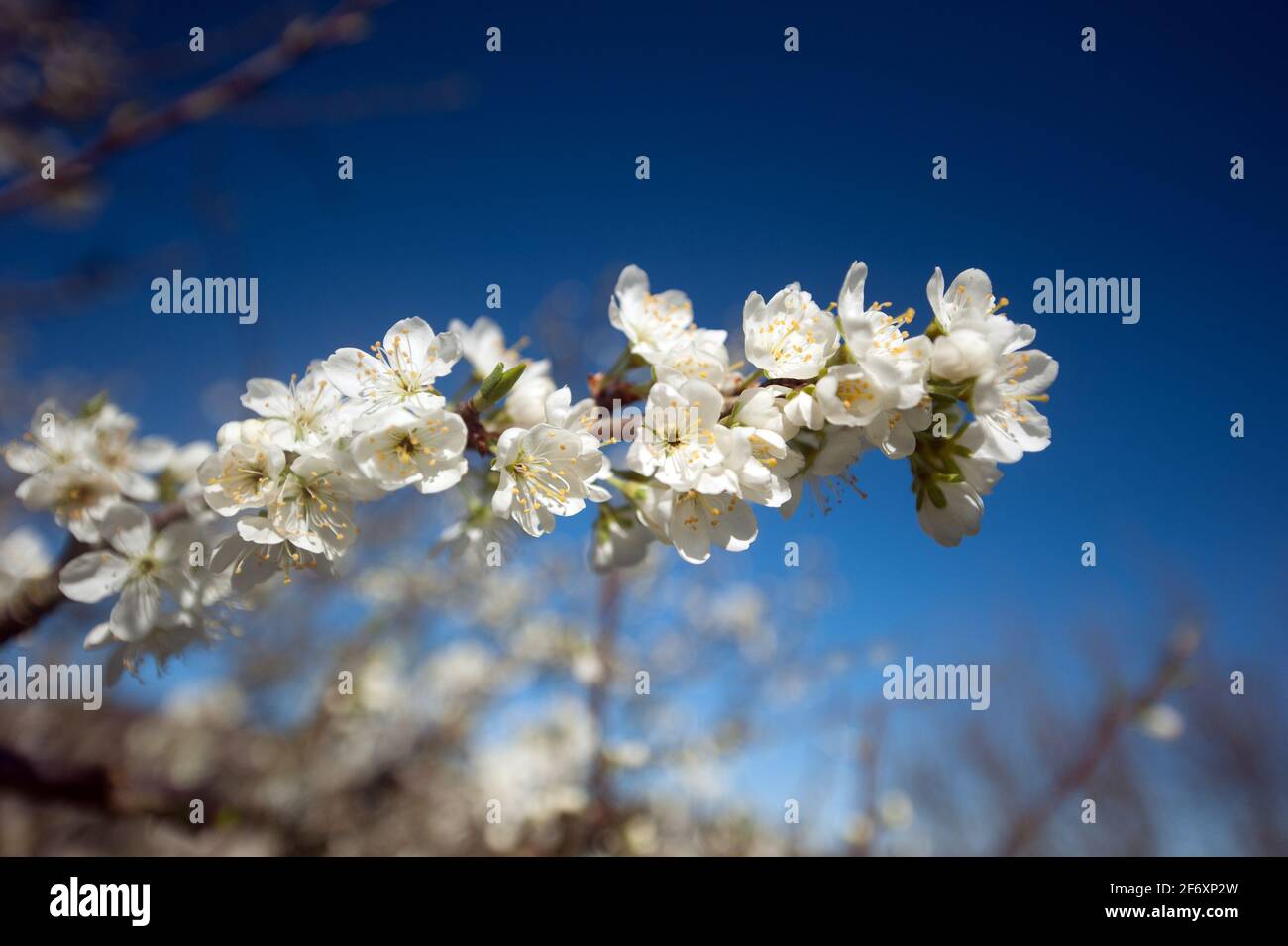 Prunus domestica, flowering white Victoria plum tree, Kilbrannish South ...