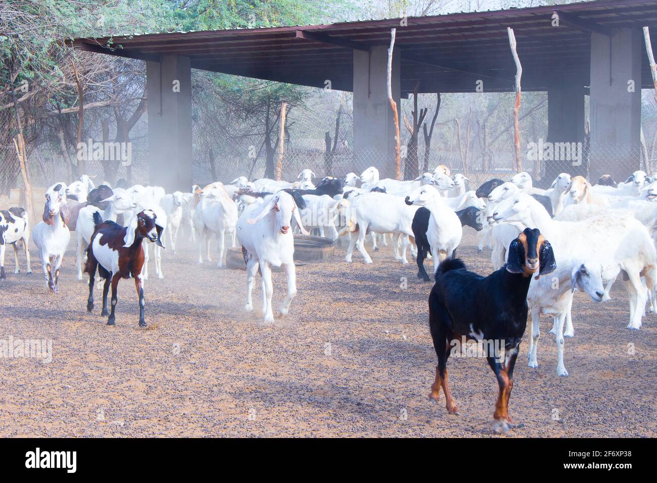Goat Farm Desert Saudi Arabia Stock Photo - Alamy