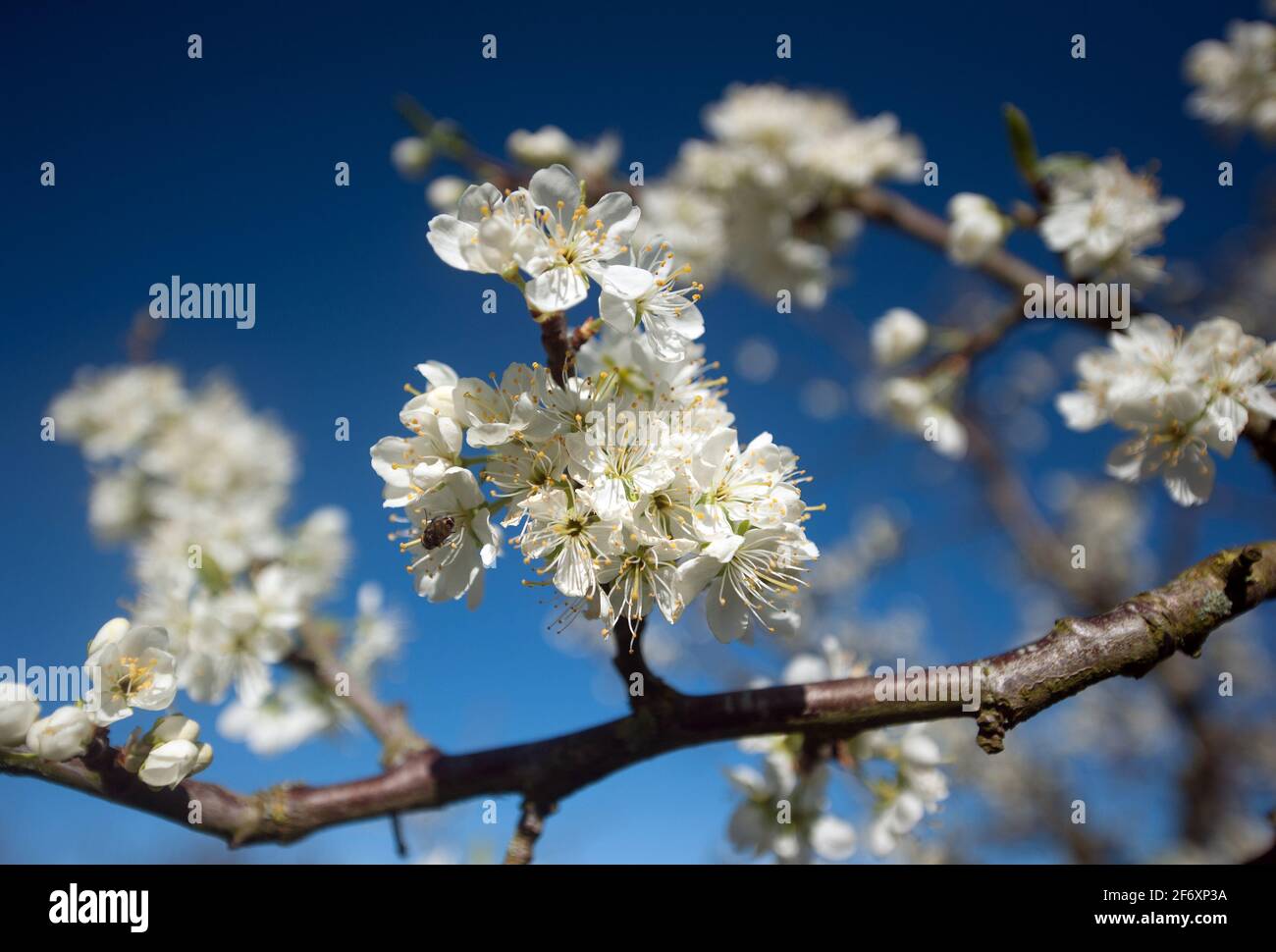 Prunus domestica, flowering white Victoria plum tree, Kilbrannish South ...