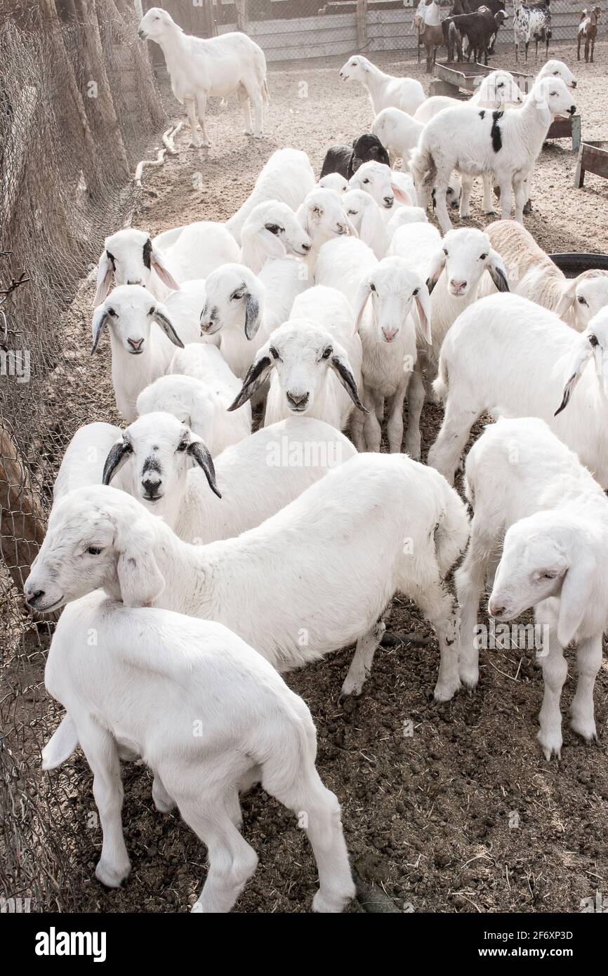 Goat Farm Desert Saudi Arabia Stock Photo - Alamy