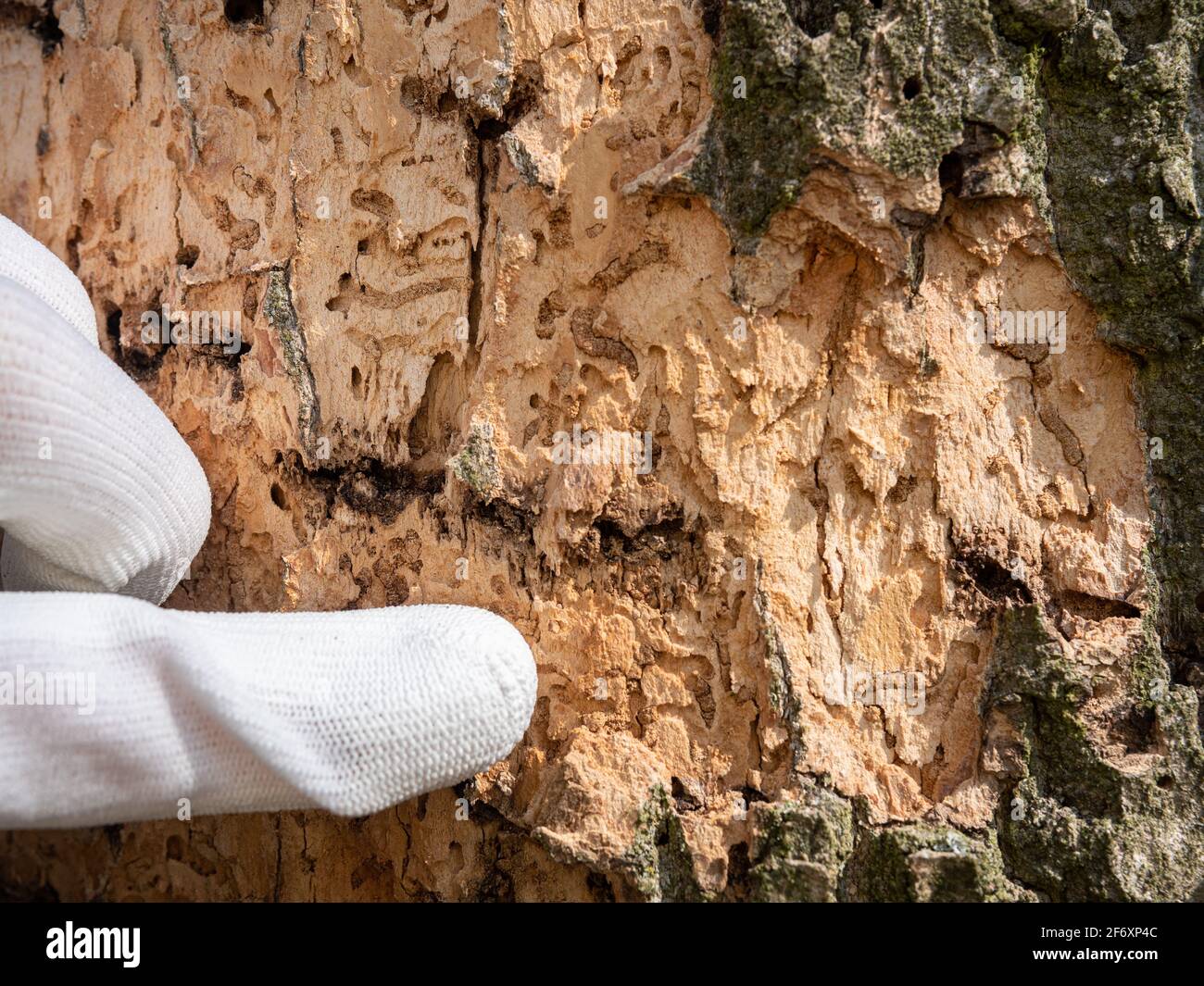 Finger pointing insect tunnels under bark. Forester shows maps bitten ...