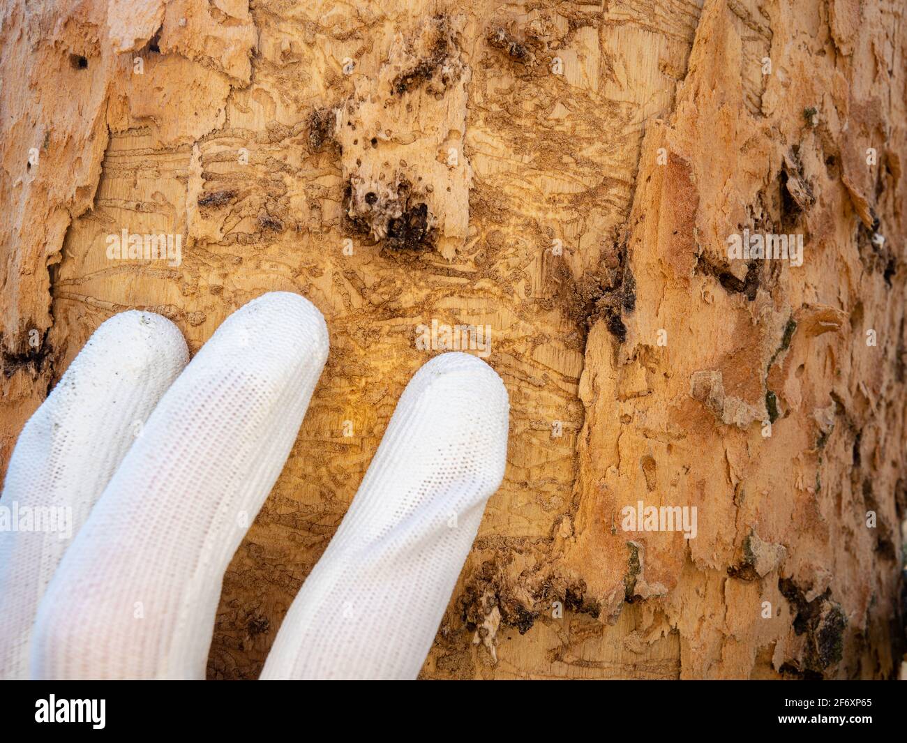 Dying oak tree. The bark less trunk withholes from boring insects ...