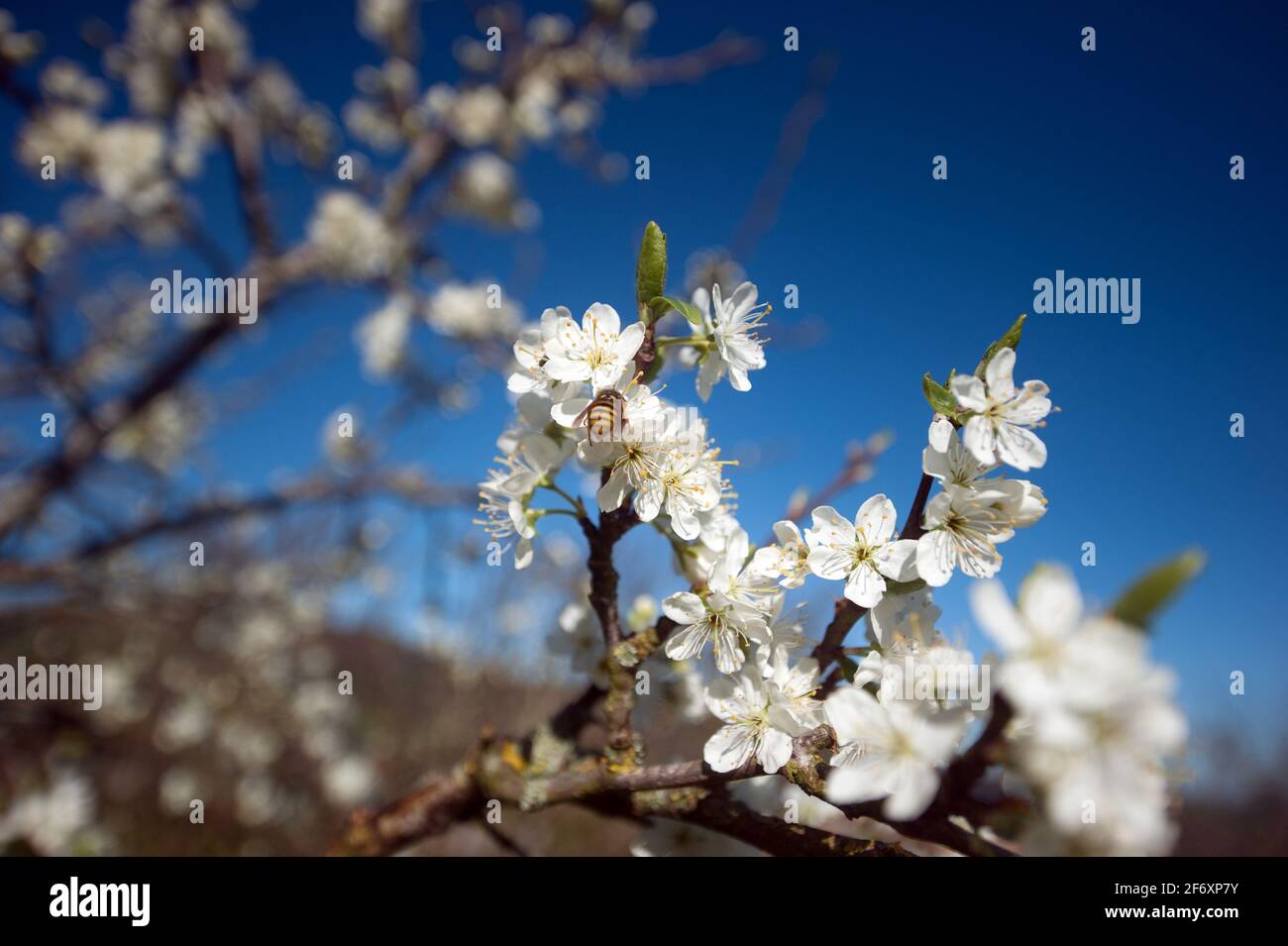 Prunus domestica, flowering white Victoria plum tree, Kilbrannish South ...