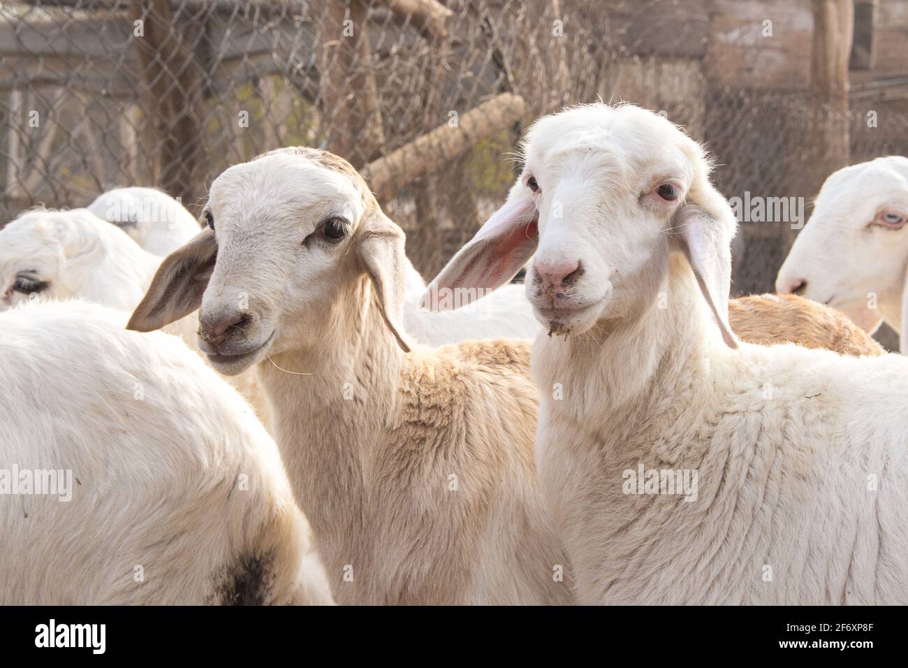 Ramon arabia hi-res stock photography and images - Alamy