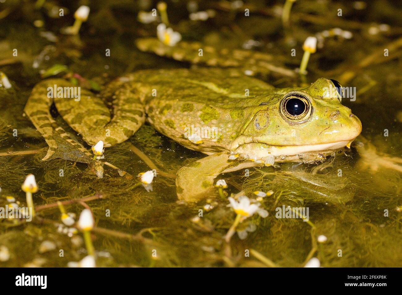 Green frog (Pelophylax sp.) on water surface in natural habitat Stock ...