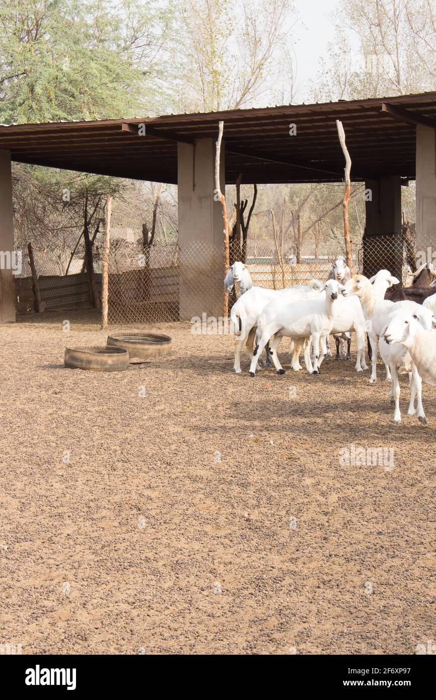 Goat Farm Desert Saudi Arabia Stock Photo - Alamy