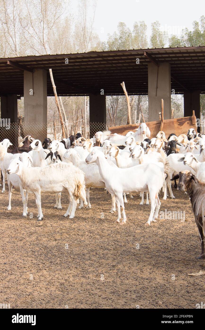 Desert sheep saudi arabia hi-res stock photography and images - Alamy