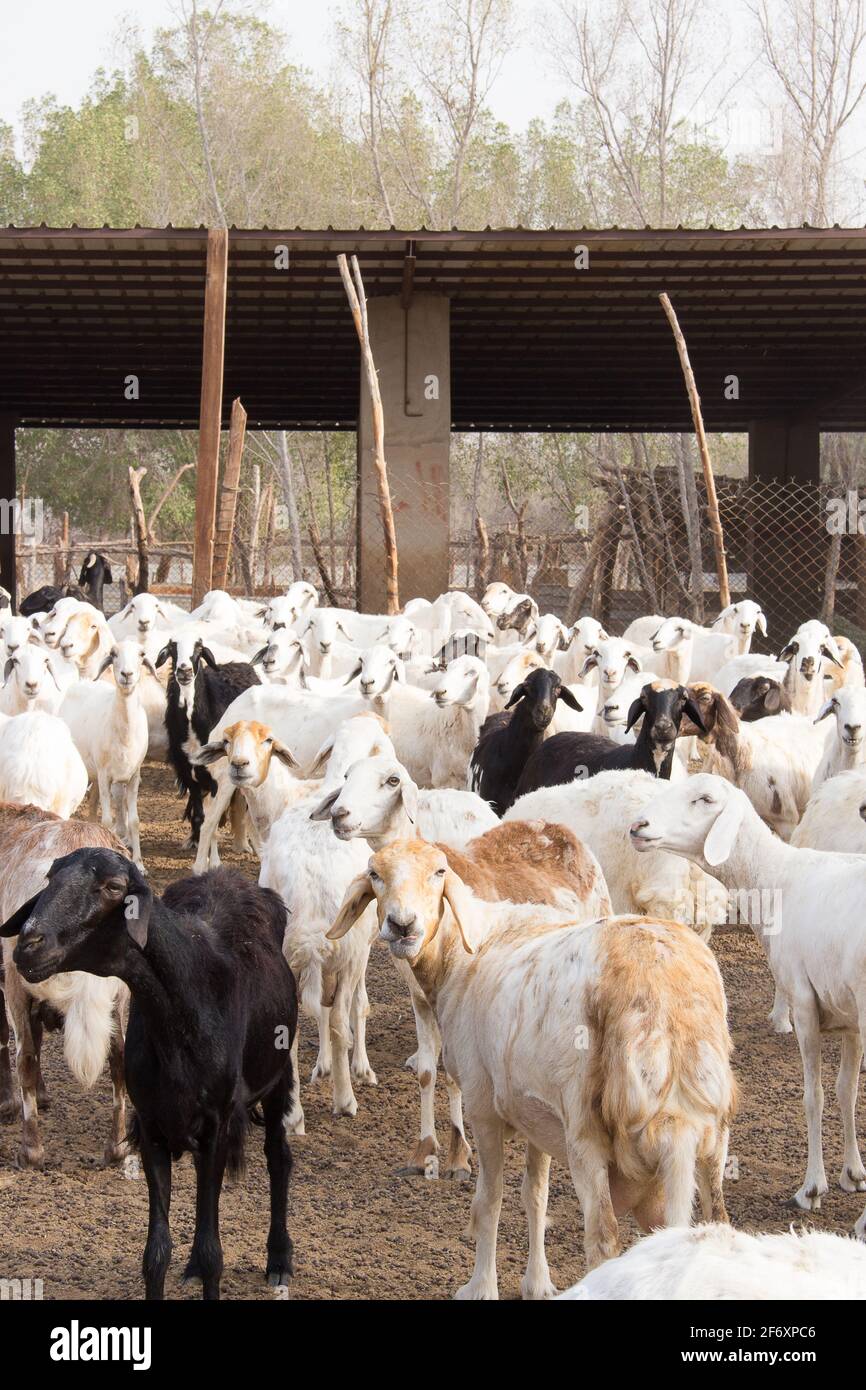 Goat Farm Desert Saudi Arabia Stock Photo - Alamy