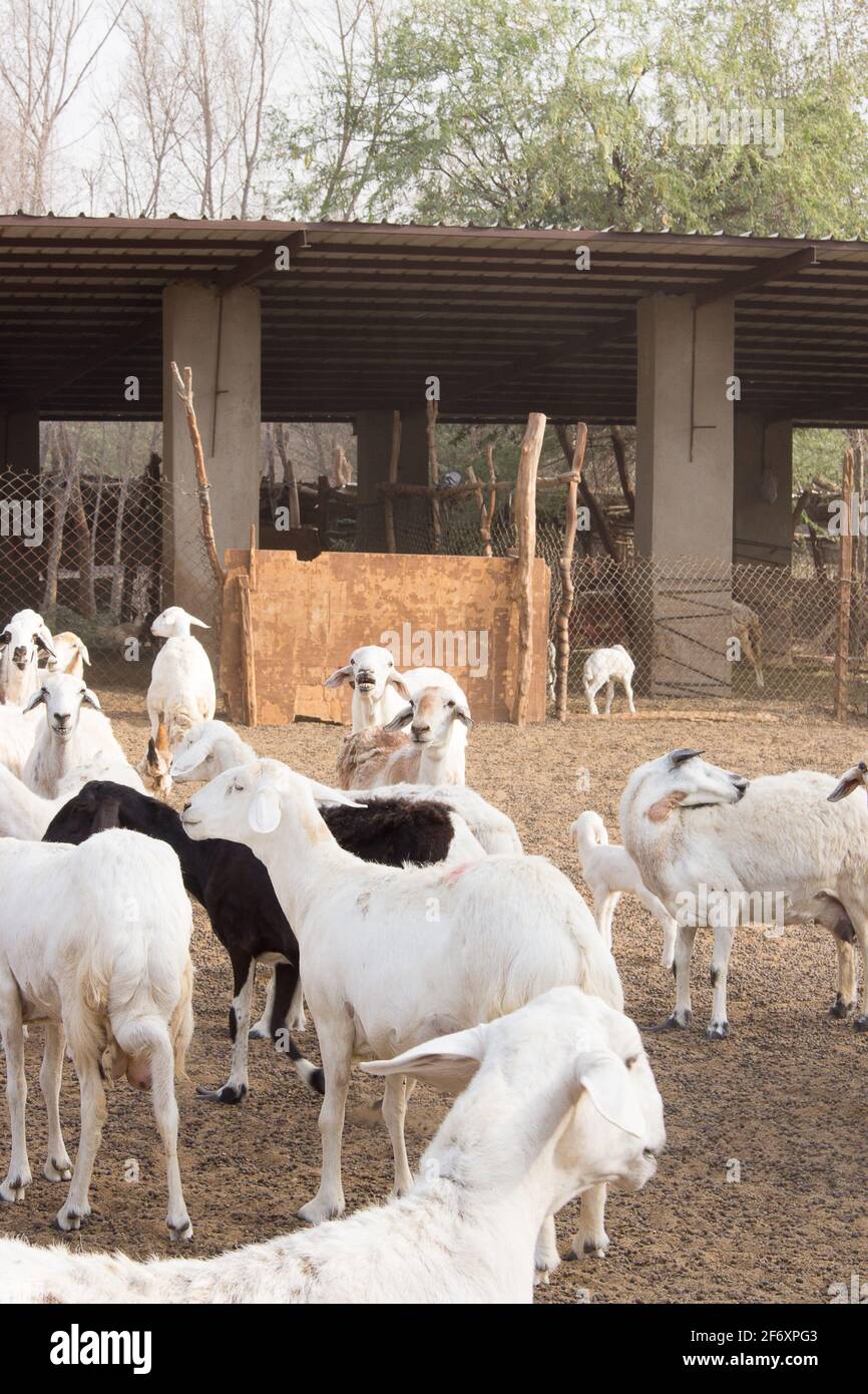 Desert sheep saudi arabia hi-res stock photography and images - Alamy