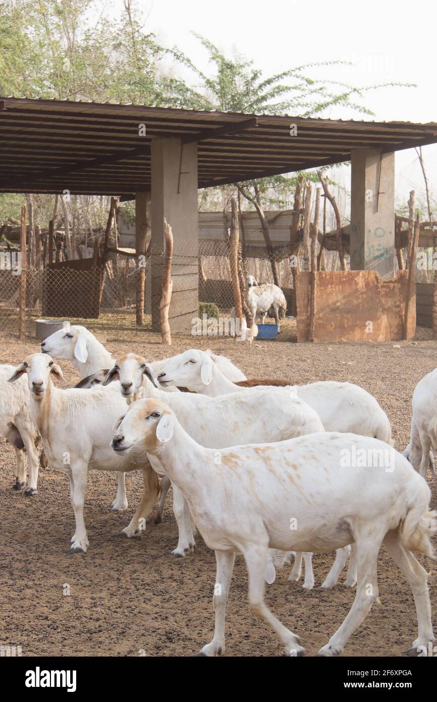Goat Farm Desert Saudi Arabia Stock Photo - Alamy