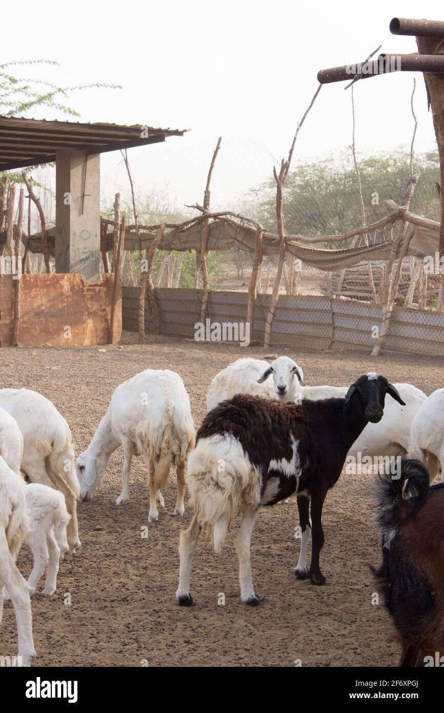 Goat farm saudi arabia hi-res stock photography and images - Alamy