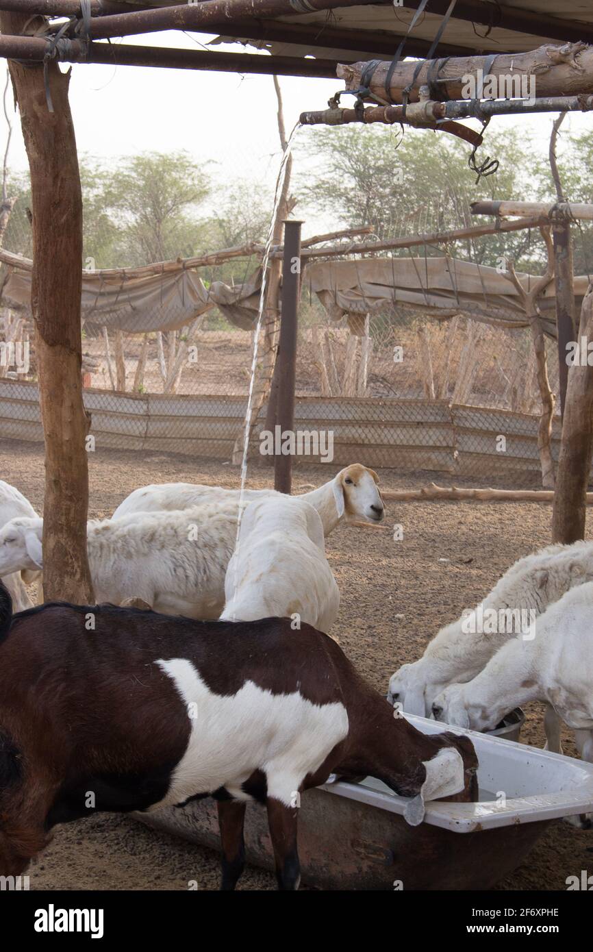 Goat Farm Desert Saudi Arabia Stock Photo - Alamy