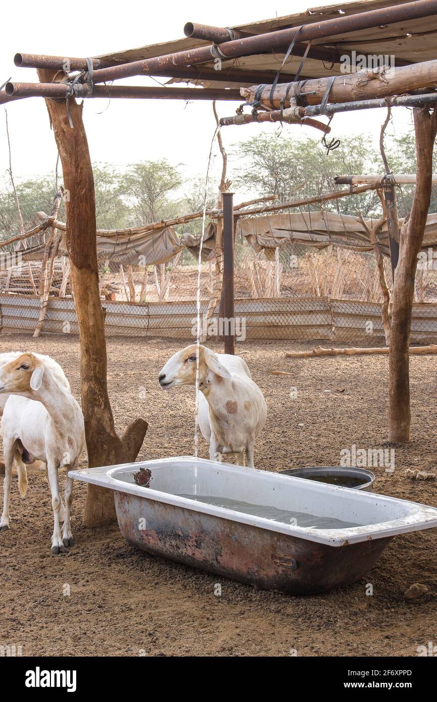 Goat Farm Desert Saudi Arabia Stock Photo - Alamy