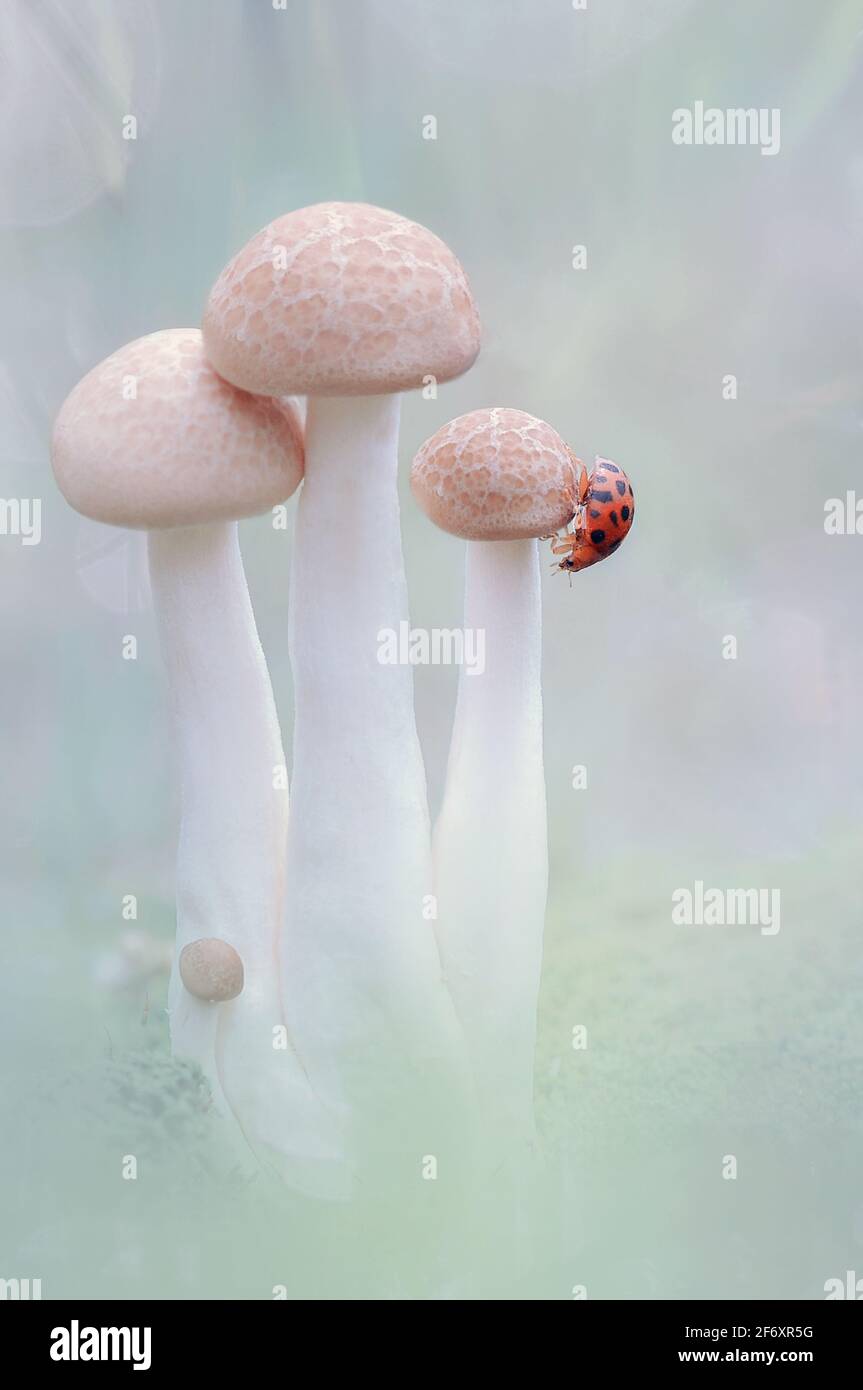 Ladybug side view hi-res stock photography and images - Alamy